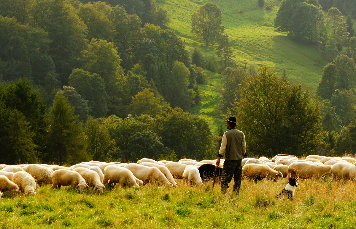 The Lonely Shepherd - Relax - CalmTweets